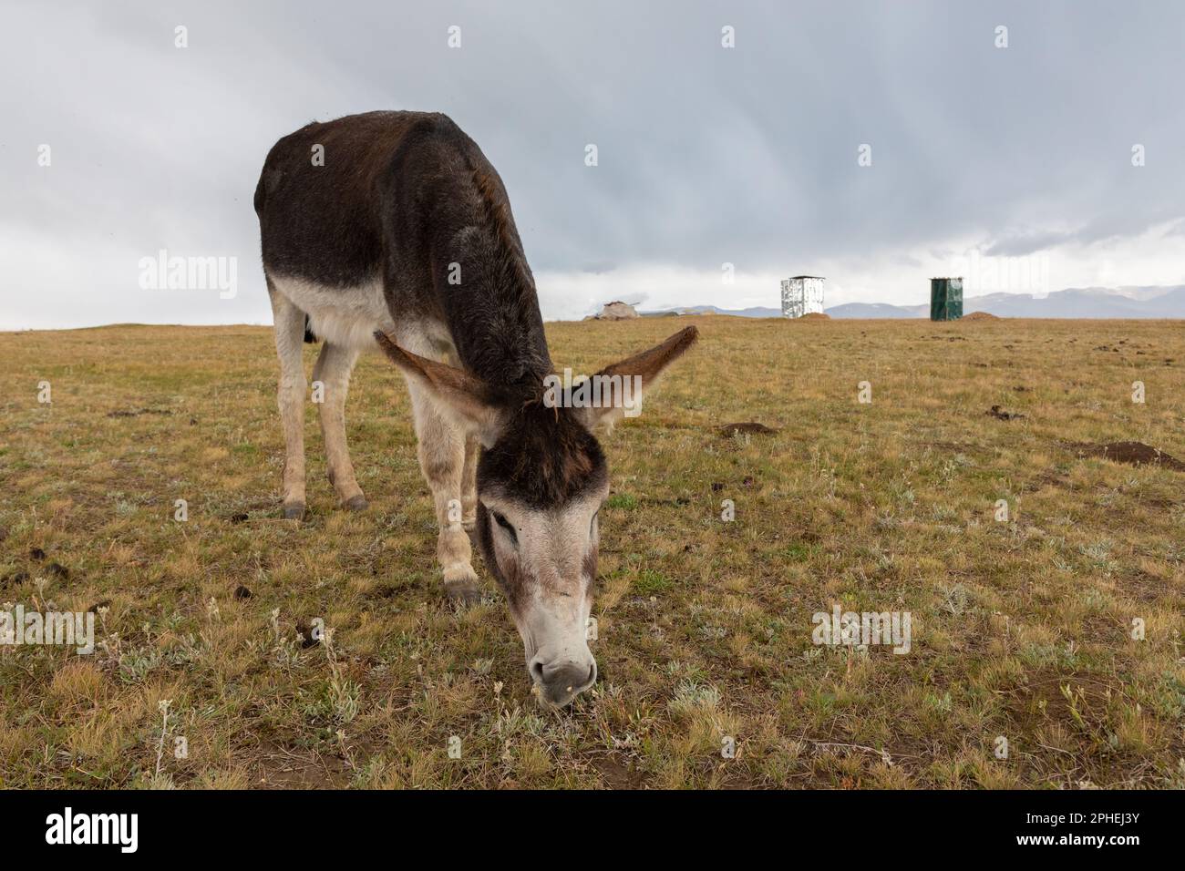 Single donkey in a camp in Song Kul, Kyrgyzstan Stock Photo - Alamy