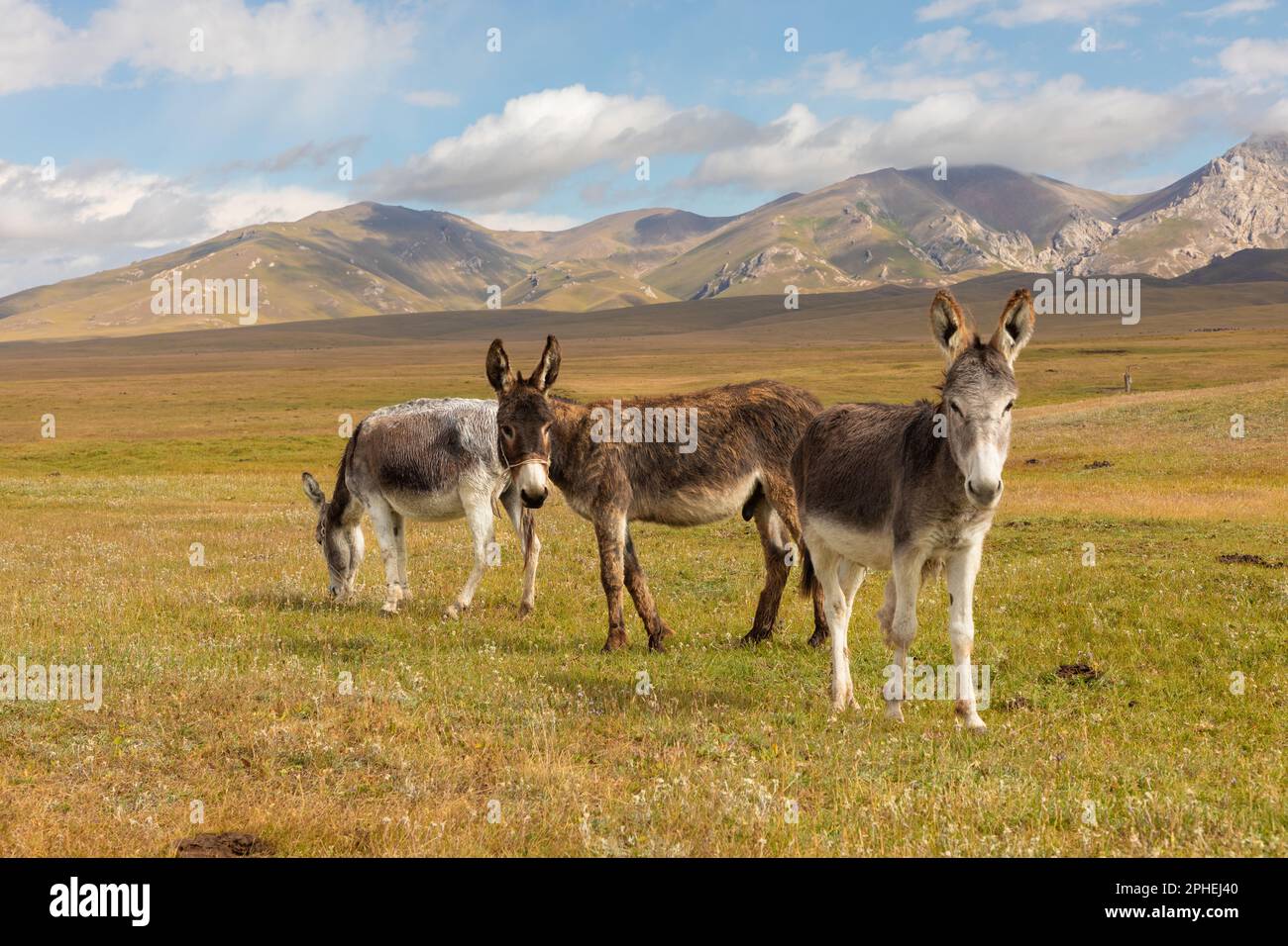 Three donkeys in the countryside near Song Köl lake, Kyrgyzstan Stock ...