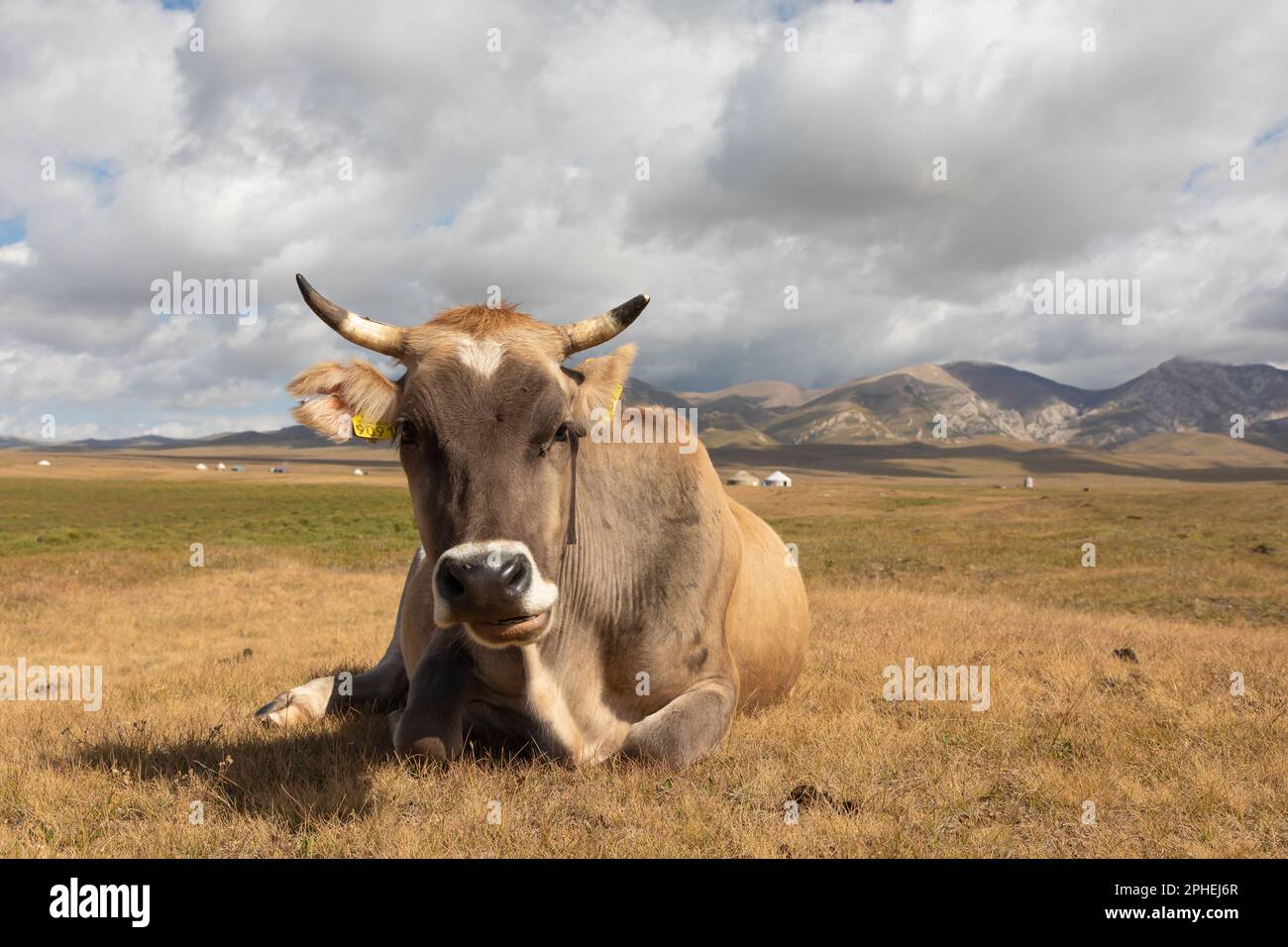 Curious single cow in the plains of Song Kul Stock Photo - Alamy