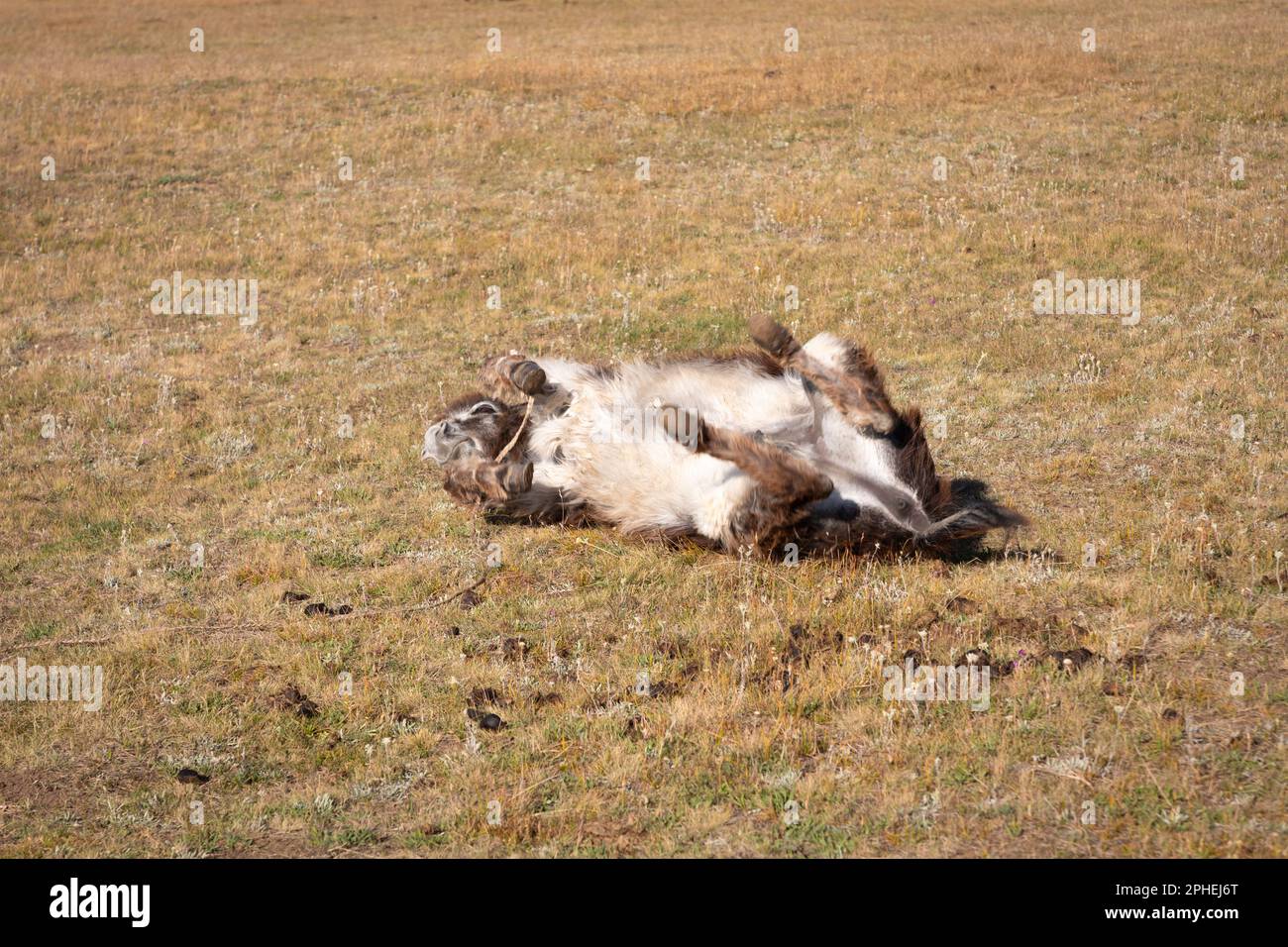 Donkey rolling on the ground, Song Kül, Kyrgyzstan Stock Photo - Alamy