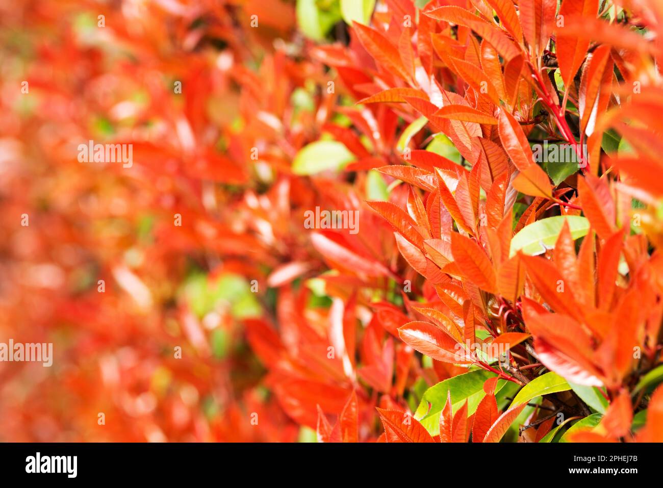 Leaves From a Photinia Red Robin Bush Stock Photo - Alamy