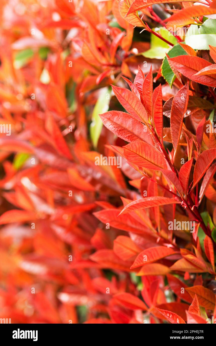 Leaves From a Photinia Red Robin Bush Stock Photo - Alamy