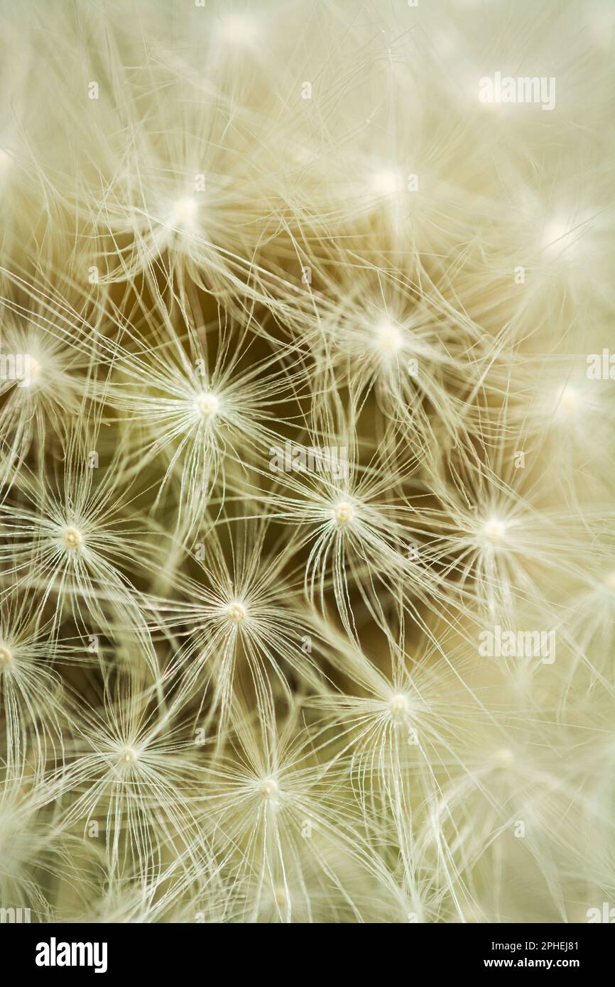 Dandelion flower seeds hi-res stock photography and images - Alamy