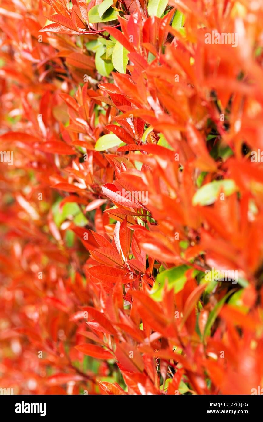 Leaves From a Photinia Red Robin Bush Stock Photo - Alamy