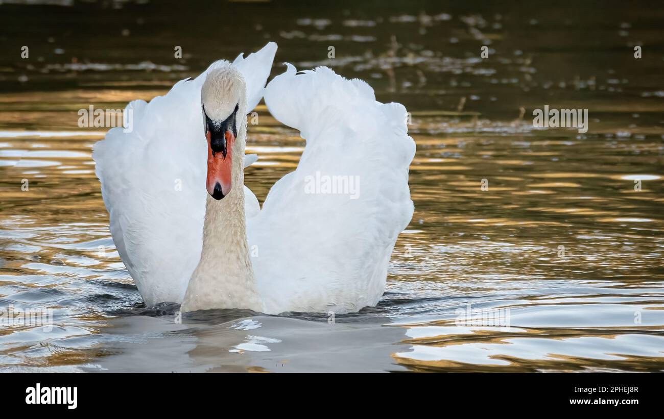 White swan with raised wings Stock Photo - Alamy