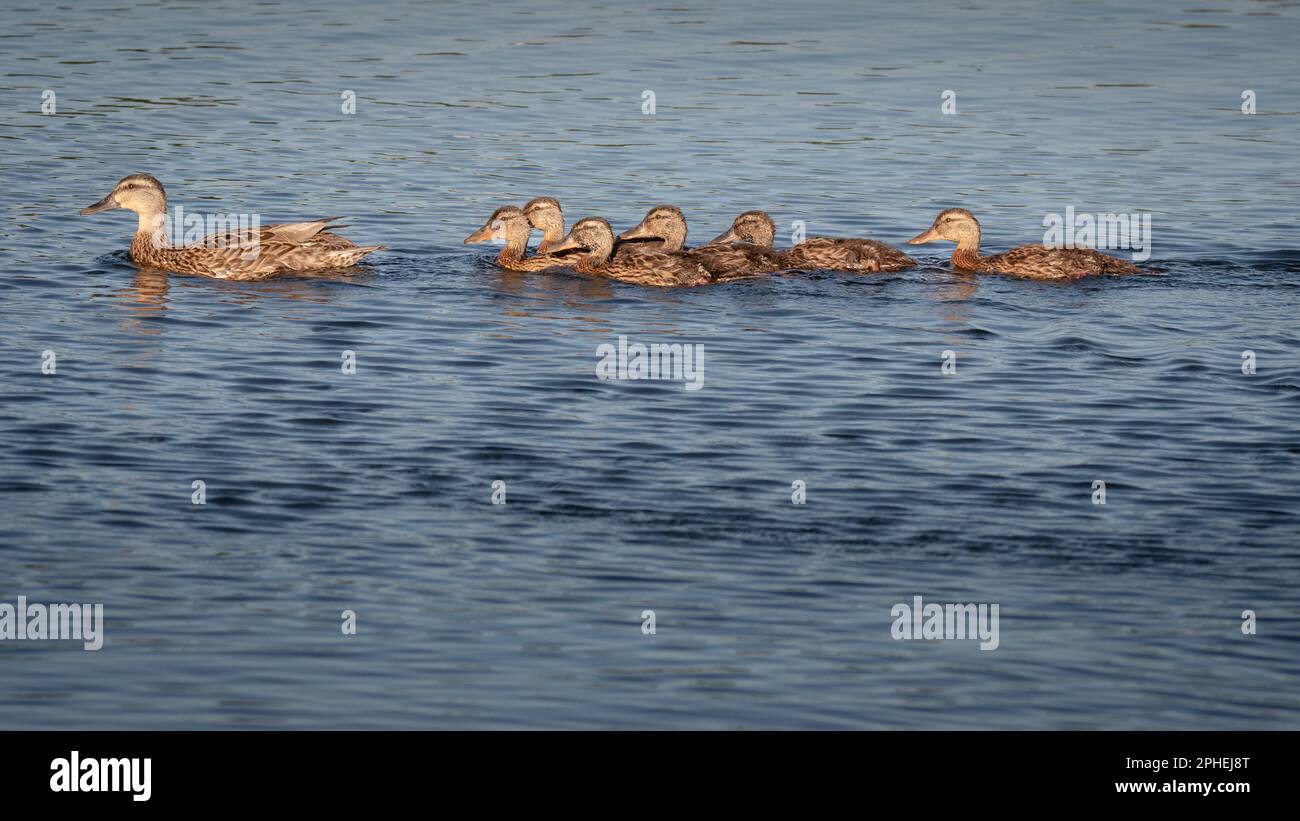 female mallard duck and her ducklings on the water Stock Photo - Alamy