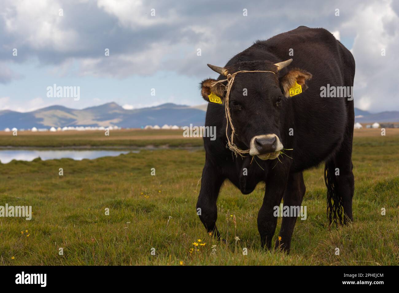 Curious single cow in the plains of Song Kul Stock Photo - Alamy