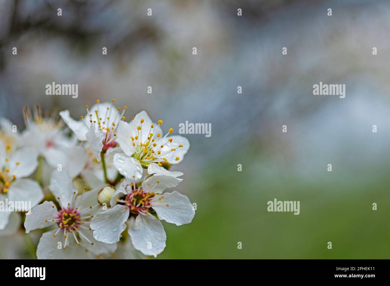 white blooming hawthorn flowers in early spring Stock Photo - Alamy