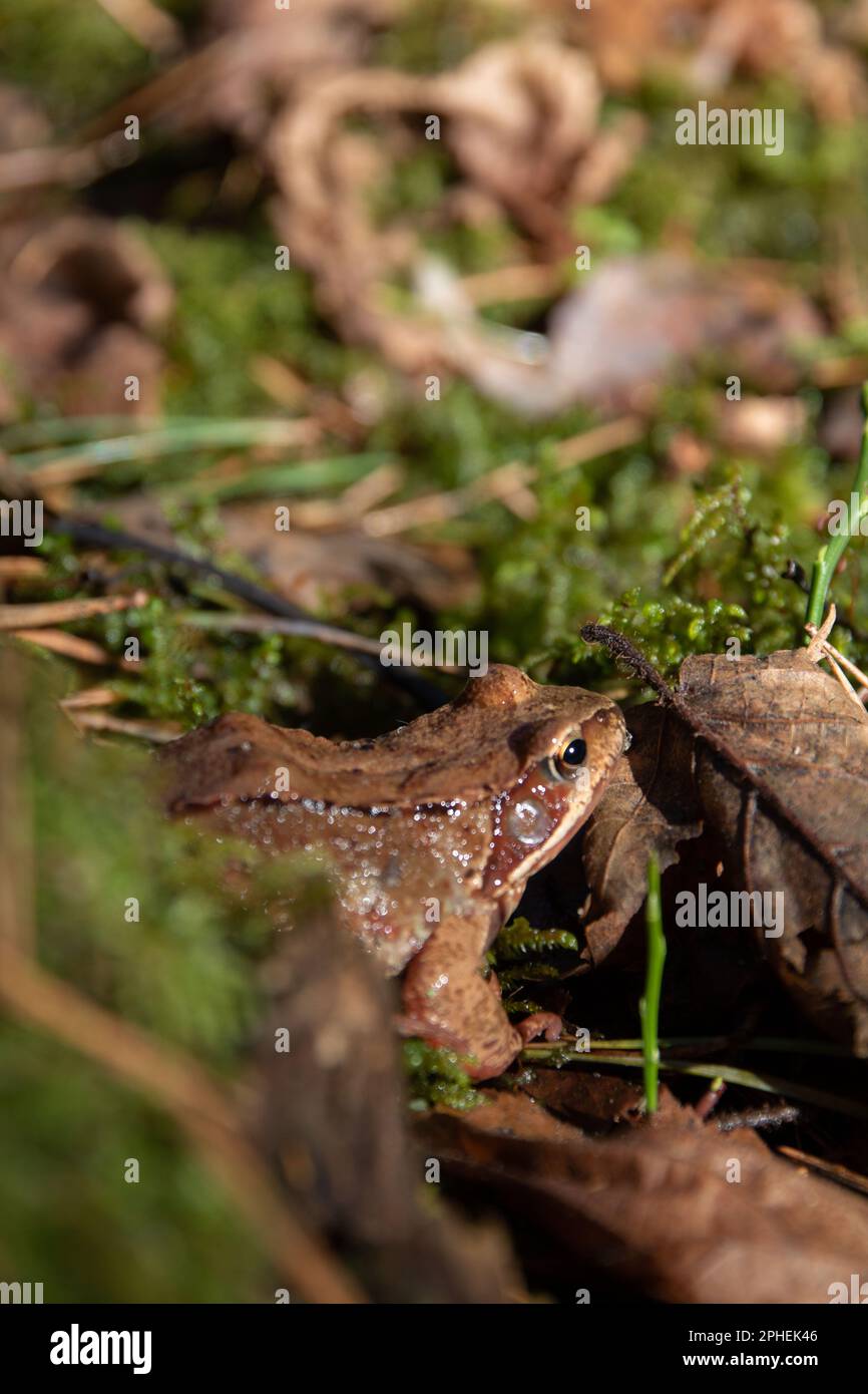 photo brown toad sitting sideways to the camera Stock Photo - Alamy