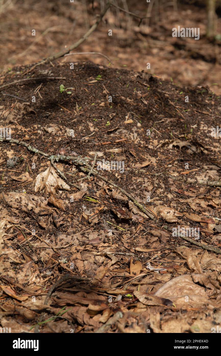 photo of many ants in an anthill in the woods Stock Photo - Alamy