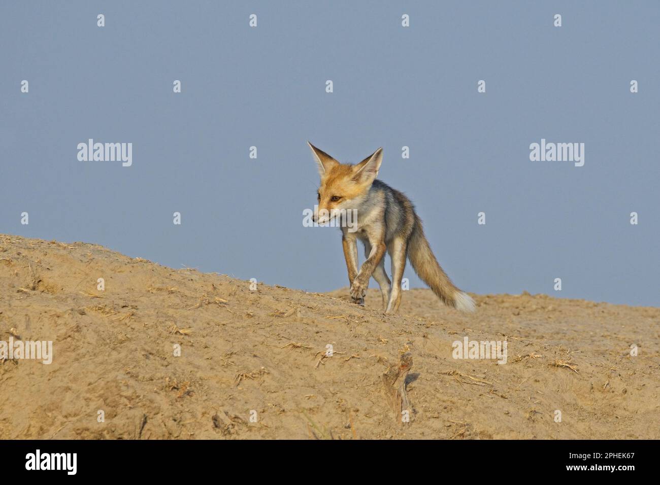 Desert fox (Vulpes vulpes pusilla), also known as the white-footed fox ...