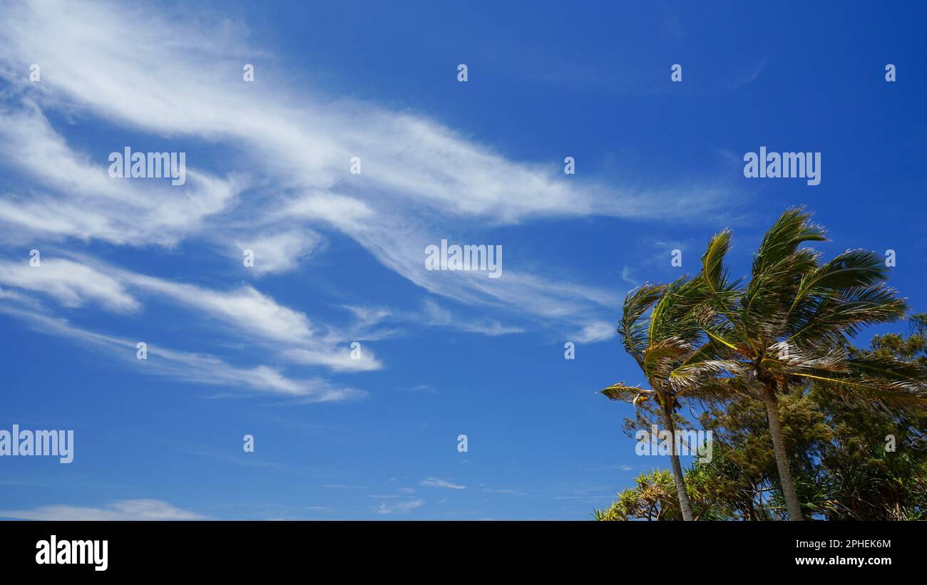 Wind blowing through palm tree tops against a blue sky with wind swept ...