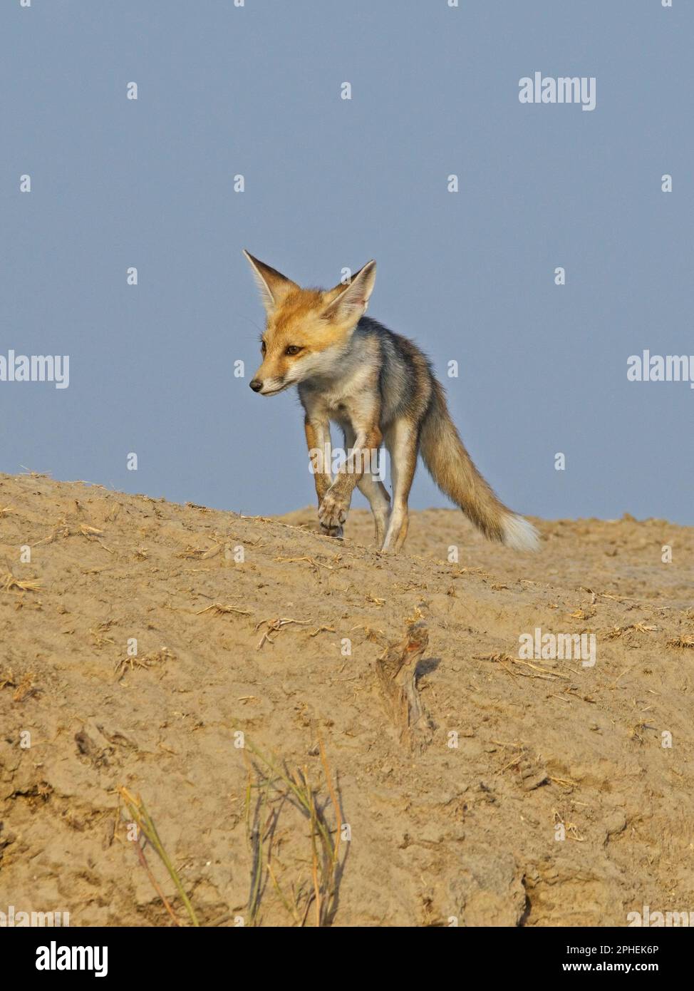 Desert fox (Vulpes vulpes pusilla), also known as the white-footed fox ...