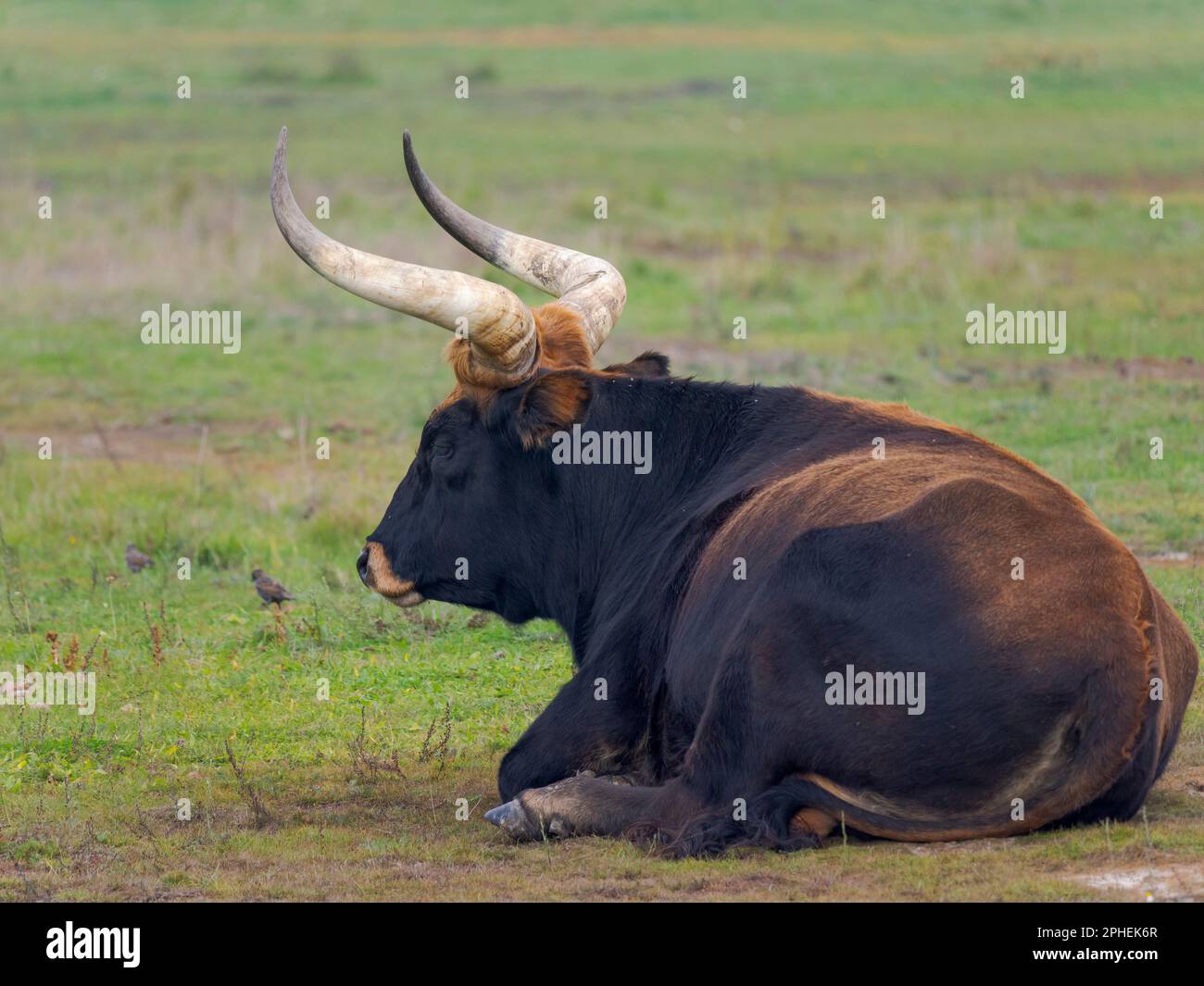 Heck Cattle (Bos primigenius taurus), a disputed attempt to breed back ...