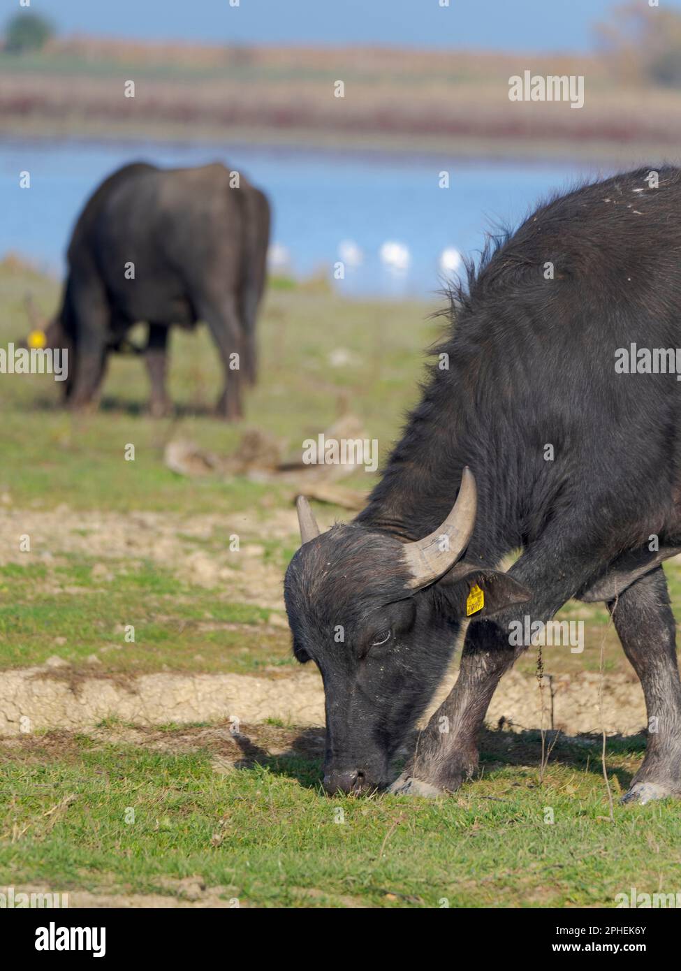 Water Buffalo (hungarian or pannonian water buffalo, Bubalus arnee) at ...