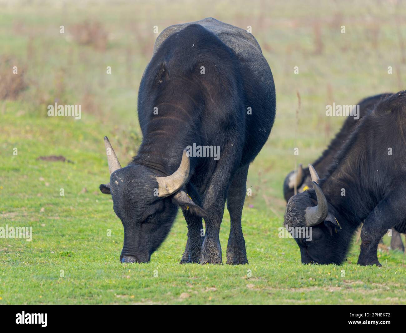 Pannonian plain hi-res stock photography and images - Alamy