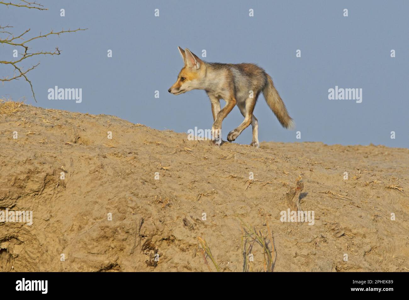 Desert fox (Vulpes vulpes pusilla), also known as the white-footed fox ...