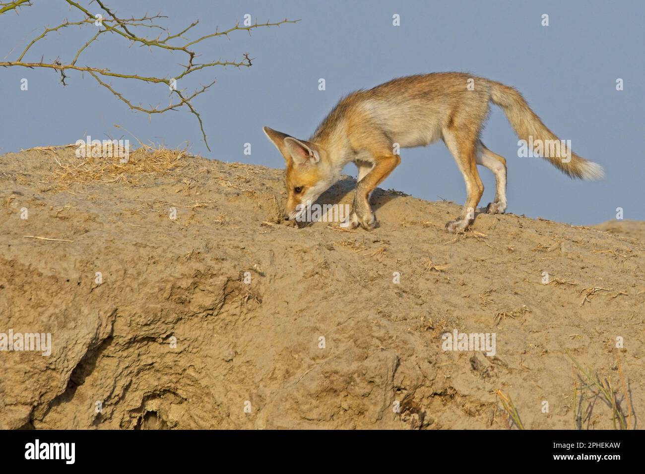Desert fox (Vulpes vulpes pusilla), also known as the white-footed fox ...