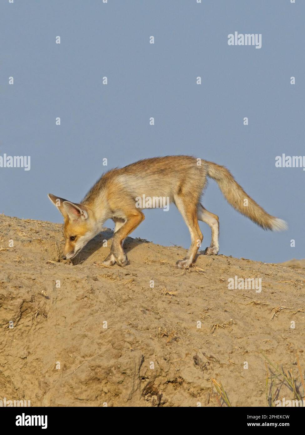 Desert fox (Vulpes vulpes pusilla), also known as the white-footed fox ...