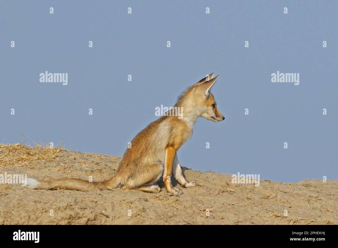 Desert fox (Vulpes vulpes pusilla), also known as the white-footed fox ...