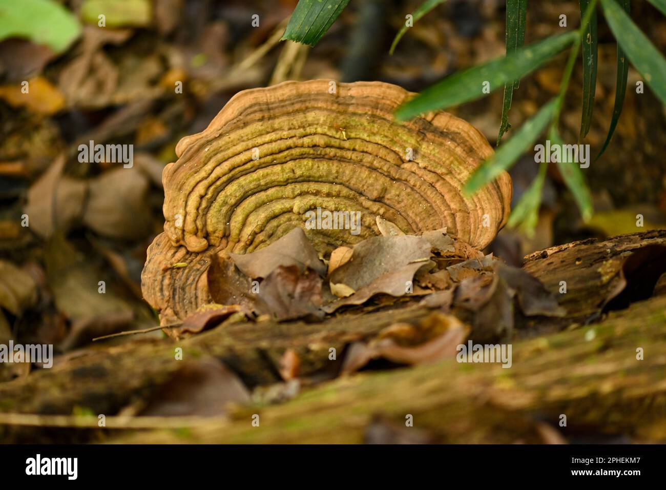 brown rainforest mushroom Stock Photo - Alamy