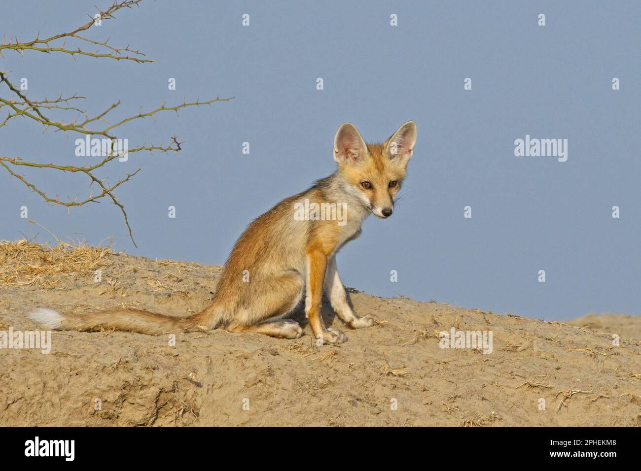 Desert fox (Vulpes vulpes pusilla), also known as the white-footed fox Stock Photo - Alamy