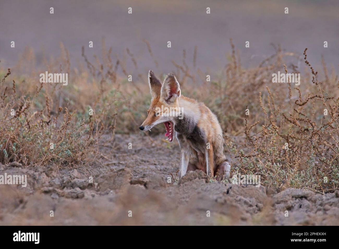Desert fox (Vulpes vulpes pusilla), also known as the white-footed fox ...