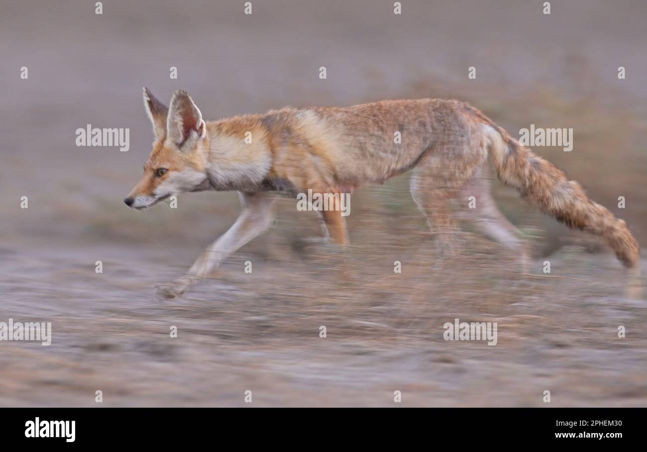 Desert fox (Vulpes vulpes pusilla), also known as the white-footed fox ...