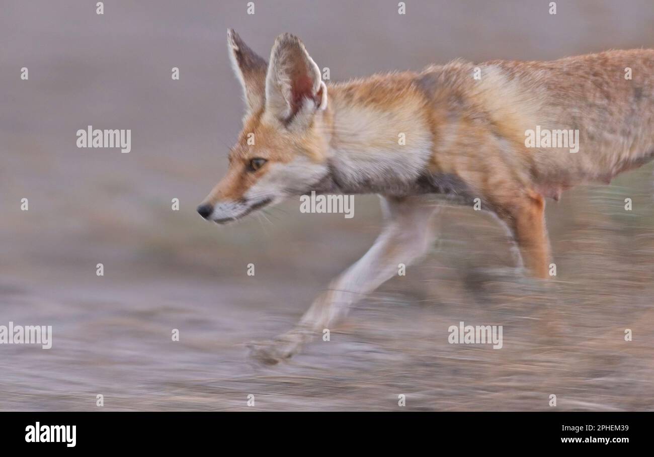 Desert fox (Vulpes vulpes pusilla), also known as the white-footed fox ...