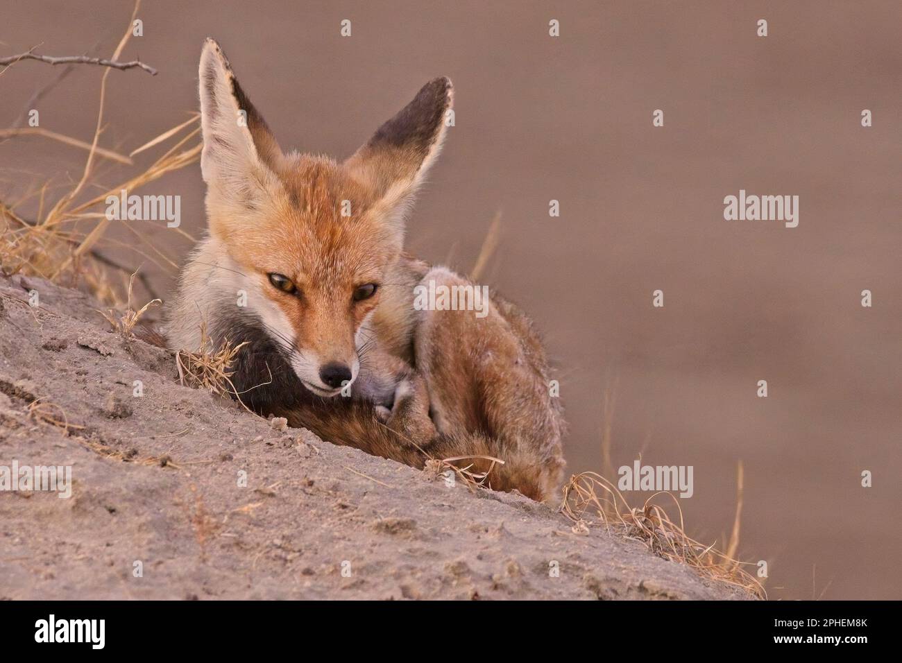 Desert fox (Vulpes vulpes pusilla), also known as the white-footed fox ...