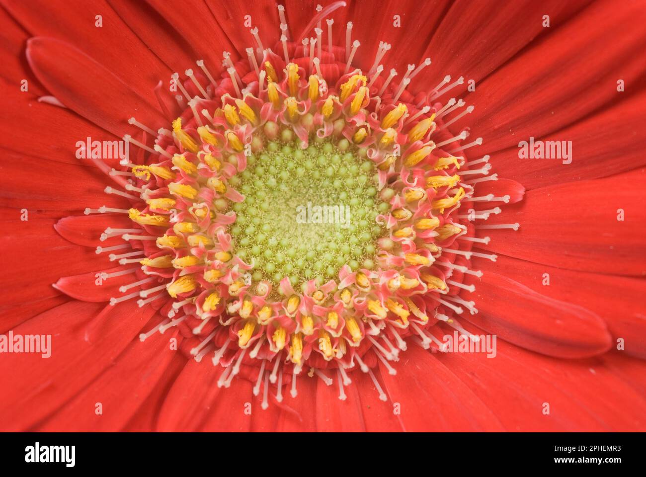 Gerbera daisy seeds hi-res stock photography and images - Alamy