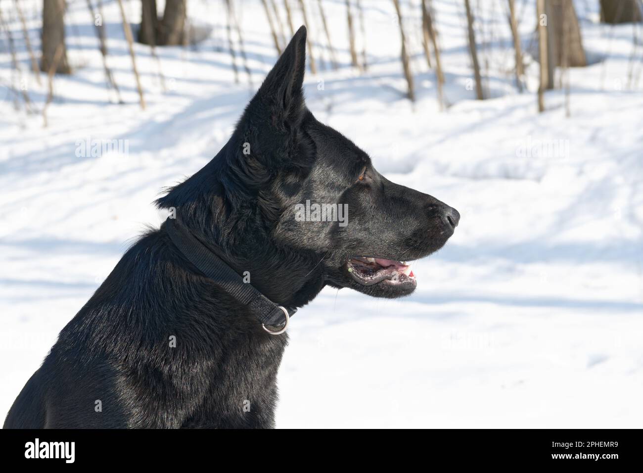 German shepherd forest hi-res stock photography and images - Alamy