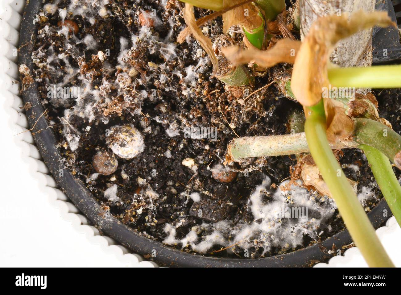 Mold soil hi-res stock photography and images - Alamy