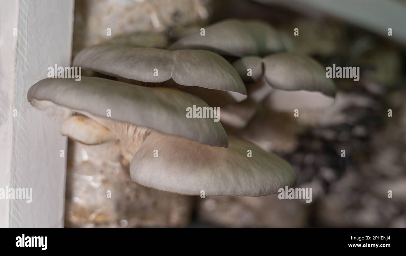 oyster mushrooms grow on mushrooms farm Stock Photo - Alamy