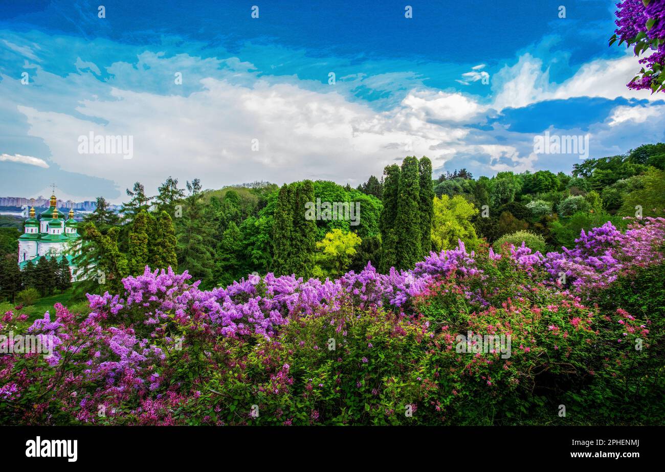 Idyllic panorama of lilac bloom in Kiev: the first days of May, green ...