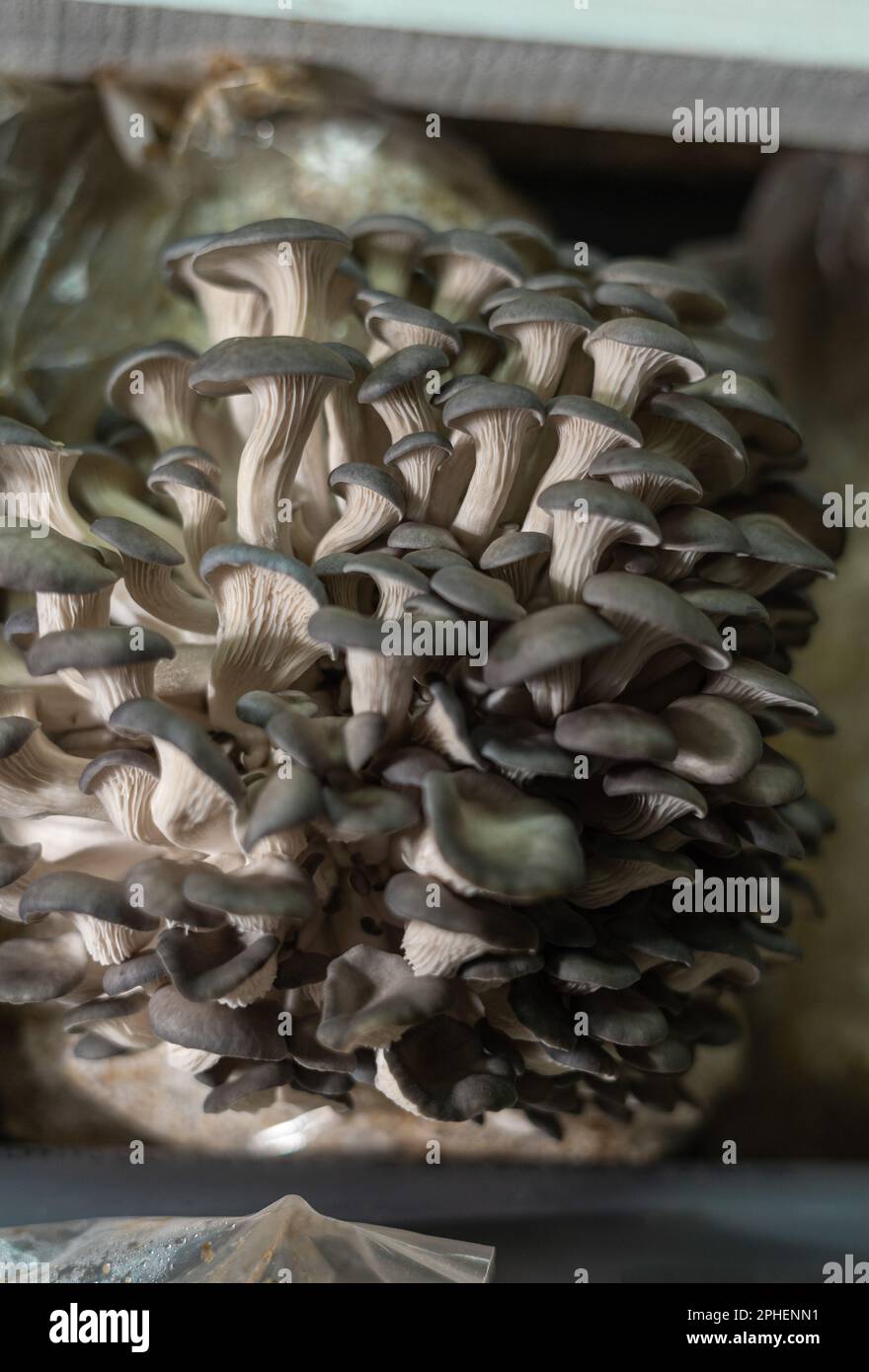 oyster mushrooms grow on mushrooms farm Stock Photo - Alamy