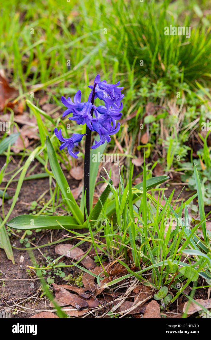 A striking purple common hyacinth in spring isolated in front of green ...