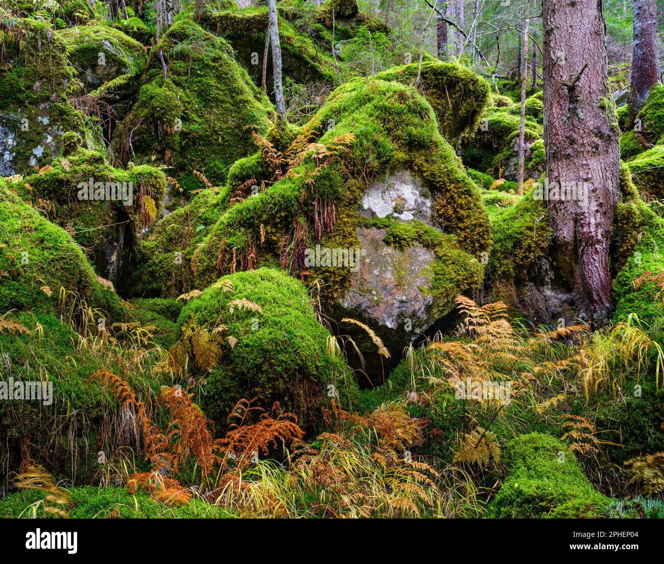 Lush mountain forest with mosses at river Sarca. Valley Val di Genova ...