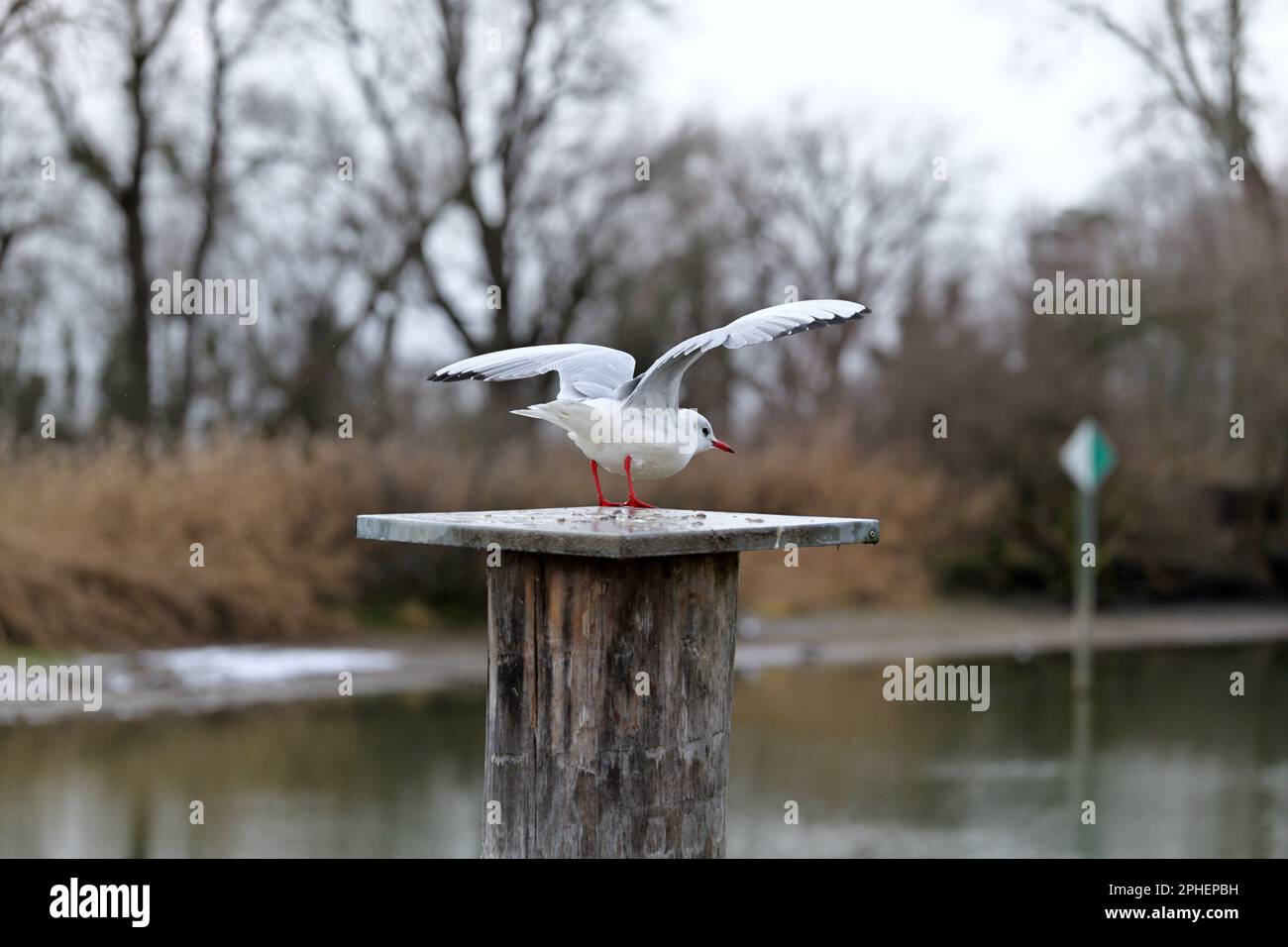 Seagull standing on bollard with wings raised ready to take off Stock ...