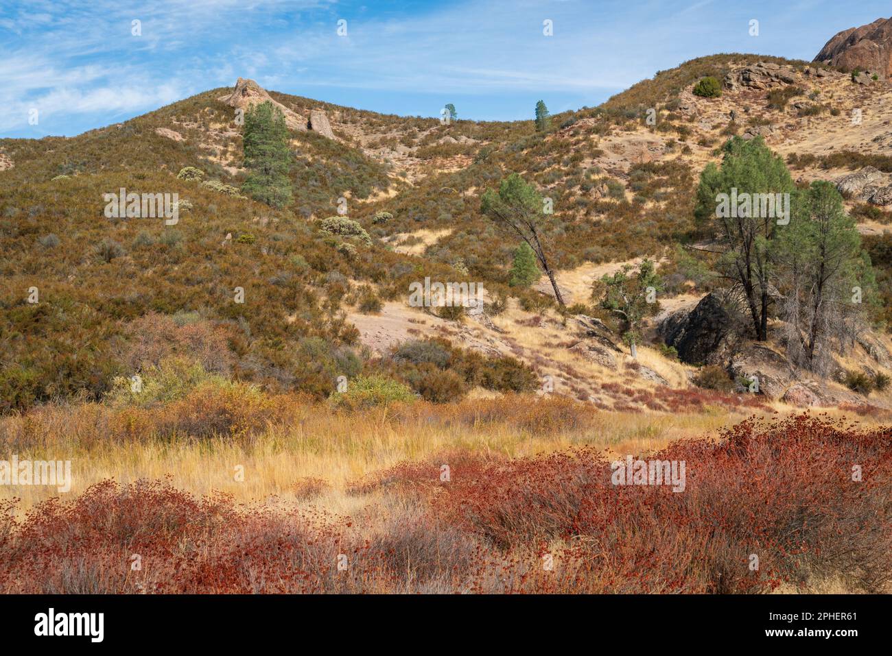 Pinnacles national park wildlife hi-res stock photography and images ...