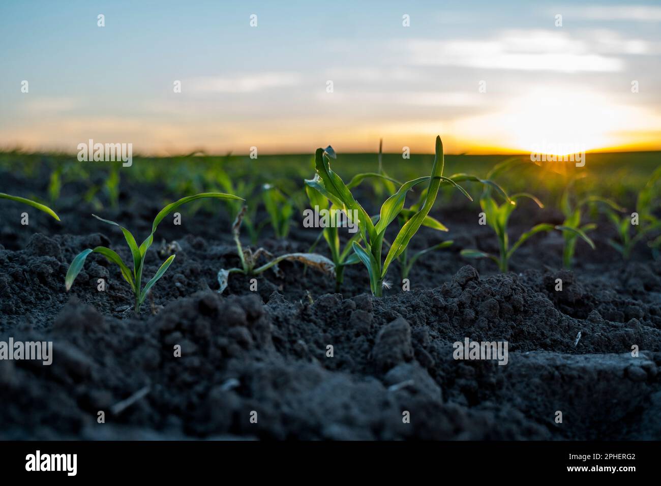 Maize seedling close up. Fertile soil. Farm and field of grain crops ...