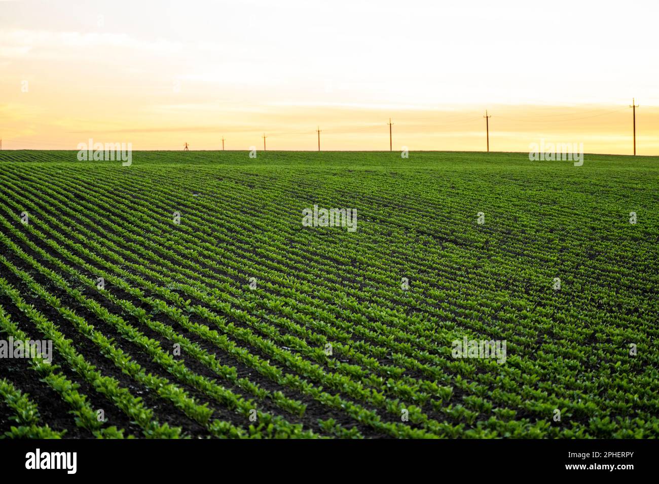 Landscape of rows of young fresh beet leaves with a sunset sky ...