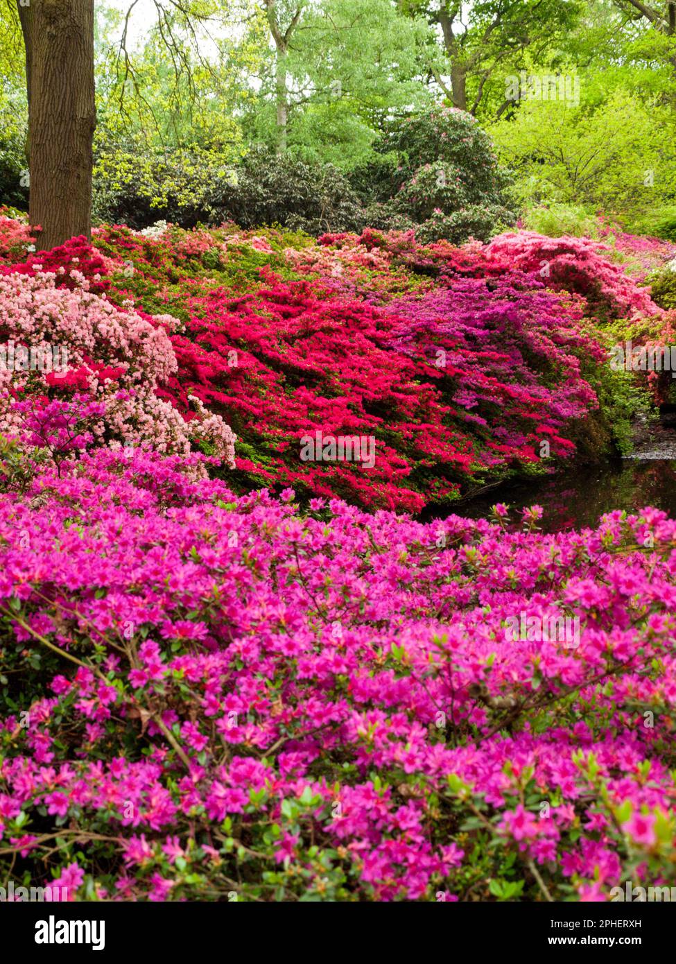 Flowering azaleas and rhododendrons in Isabella Plantation, Richmond ...