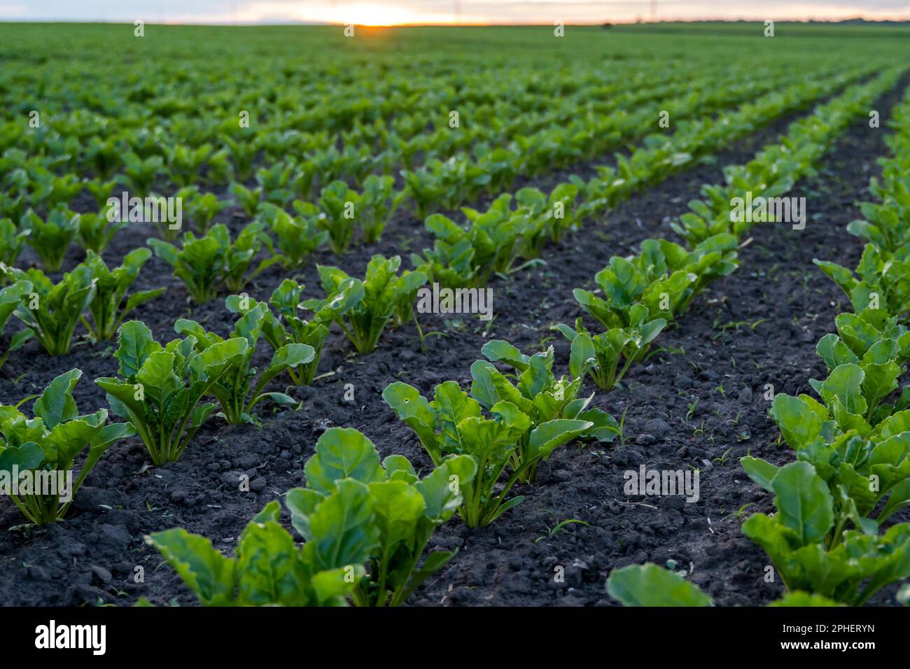 Rows of young fresh beet leaves. Beetroot plants growing in a fertile ...