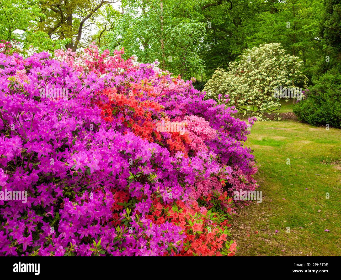Flowering azaleas and rhododendrons in Isabella Plantation, Richmond ...