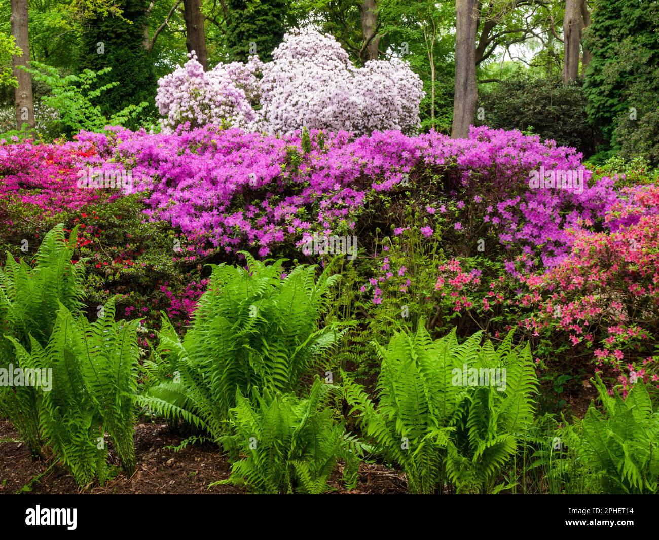 Flowering azaleas and rhododendrons and ferns in Isabella Plantation ...
