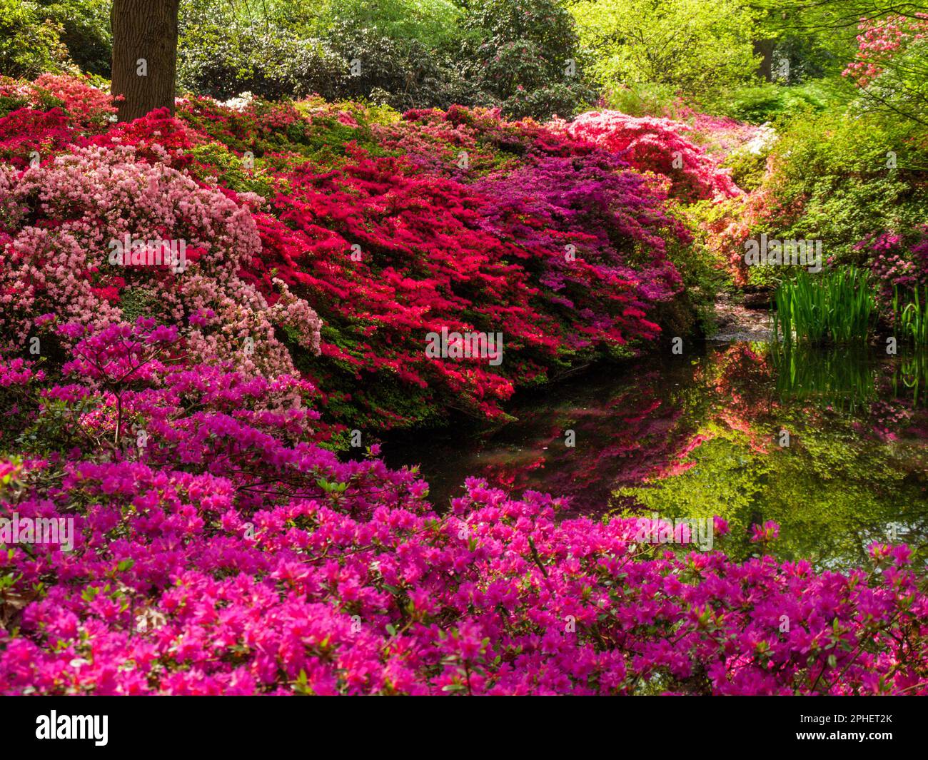 Pond in Isabella Plantation surrounded by flowering azaleas, Richmond ...