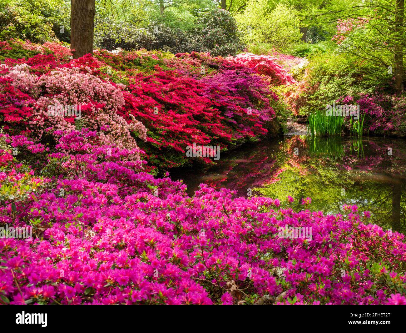 Pond in Isabella Plantation surrounded by flowering azaleas, Richmond ...