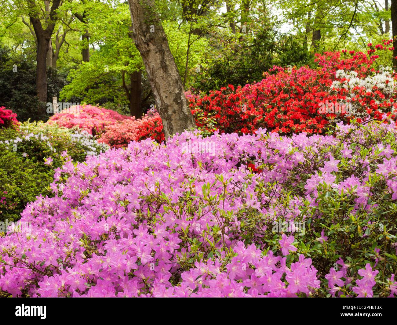 Flowering azaleas and rhododendrons in Isabella Plantation, Richmond ...