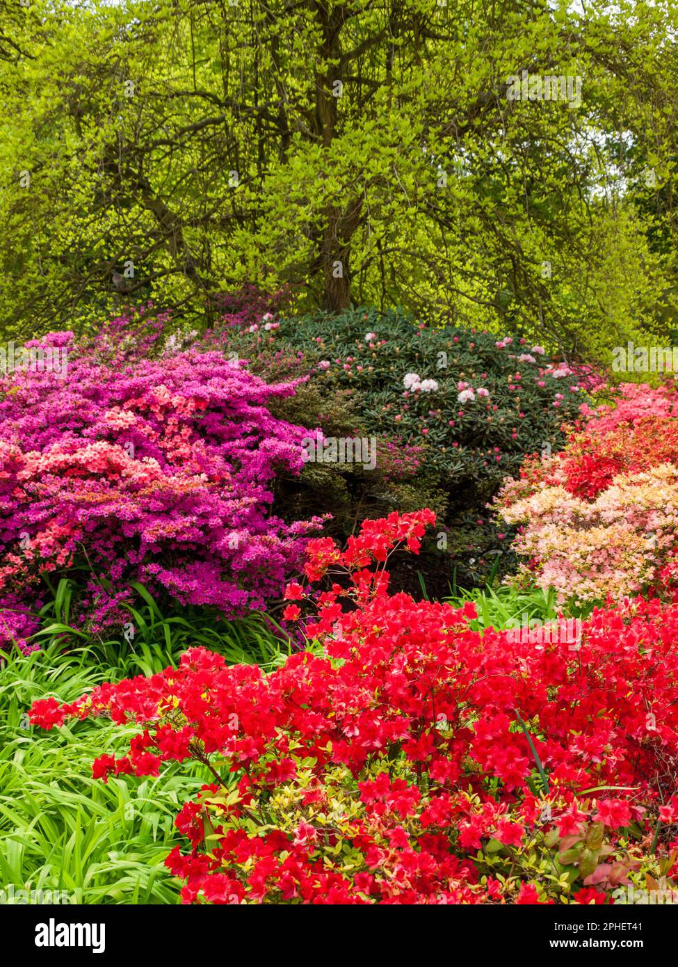 Flowering azaleas and rhododendrons in Isabella Plantation, Richmond ...